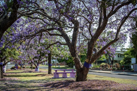 Goombungee Jacaranda Day captured in Rosalie Gallery photo exhibition ...